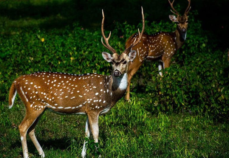 Deer Species | Fallow Deer | Sambar Deer | Wild Antlers
