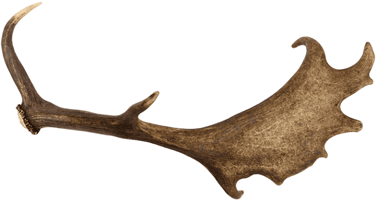 Deer Species | Fallow Deer | Sambar Deer | Wild Antlers